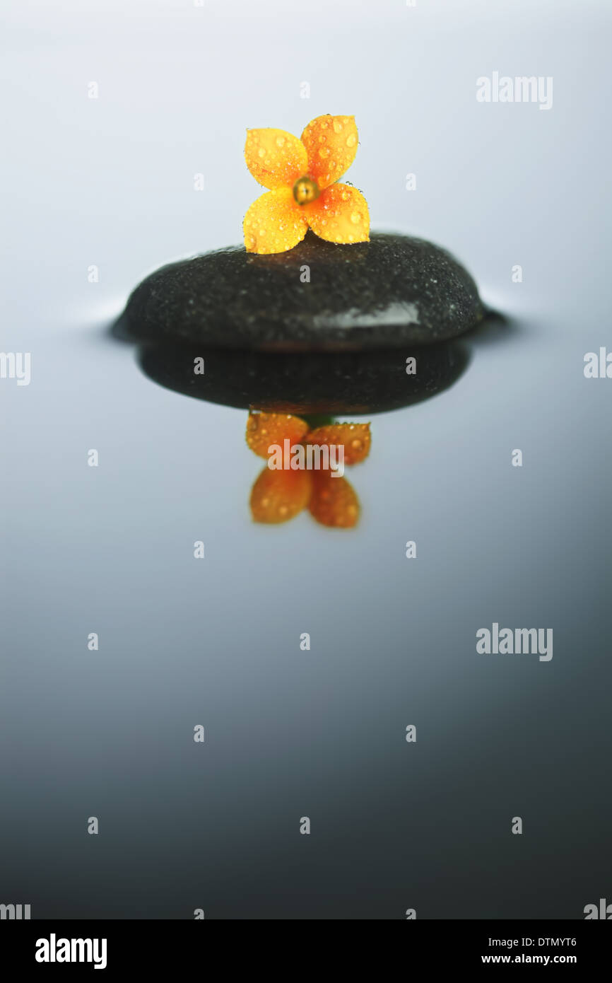 Flower on stone in water Stock Photo - Alamy