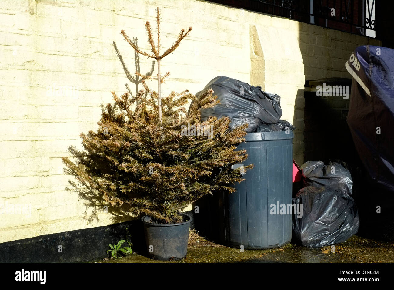 Discarded dying christmas tree sitting hi-res stock photography and ...