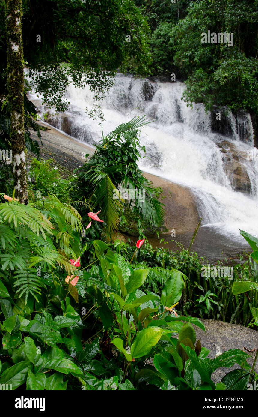 Brazil, Parati (Paraty). Atlantic Forest, Serra da Bocaina National ...