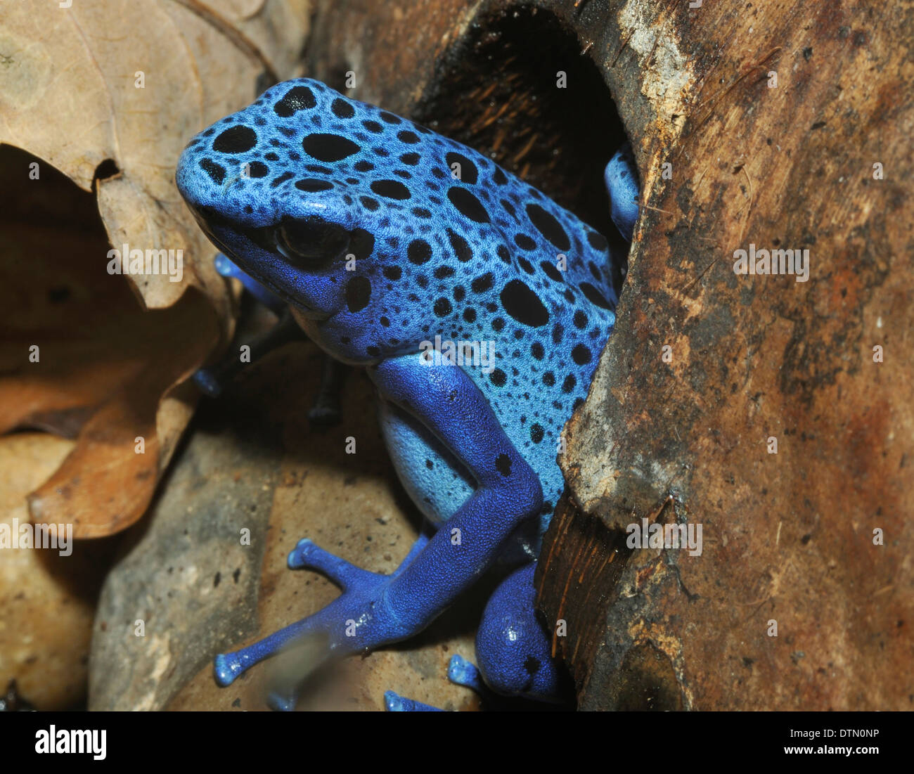 Blue Poison Frog - Dendrobates tinctorius azureus Rare species from ...