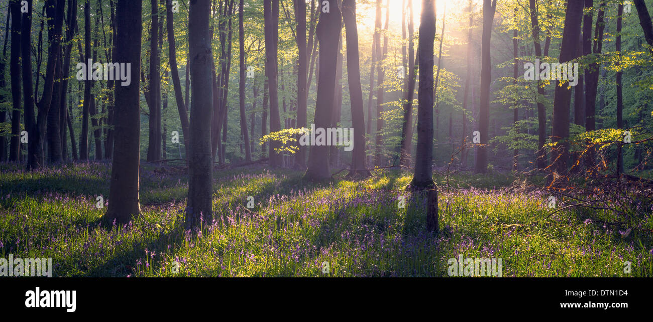 Micheldever forest hi-res stock photography and images - Alamy