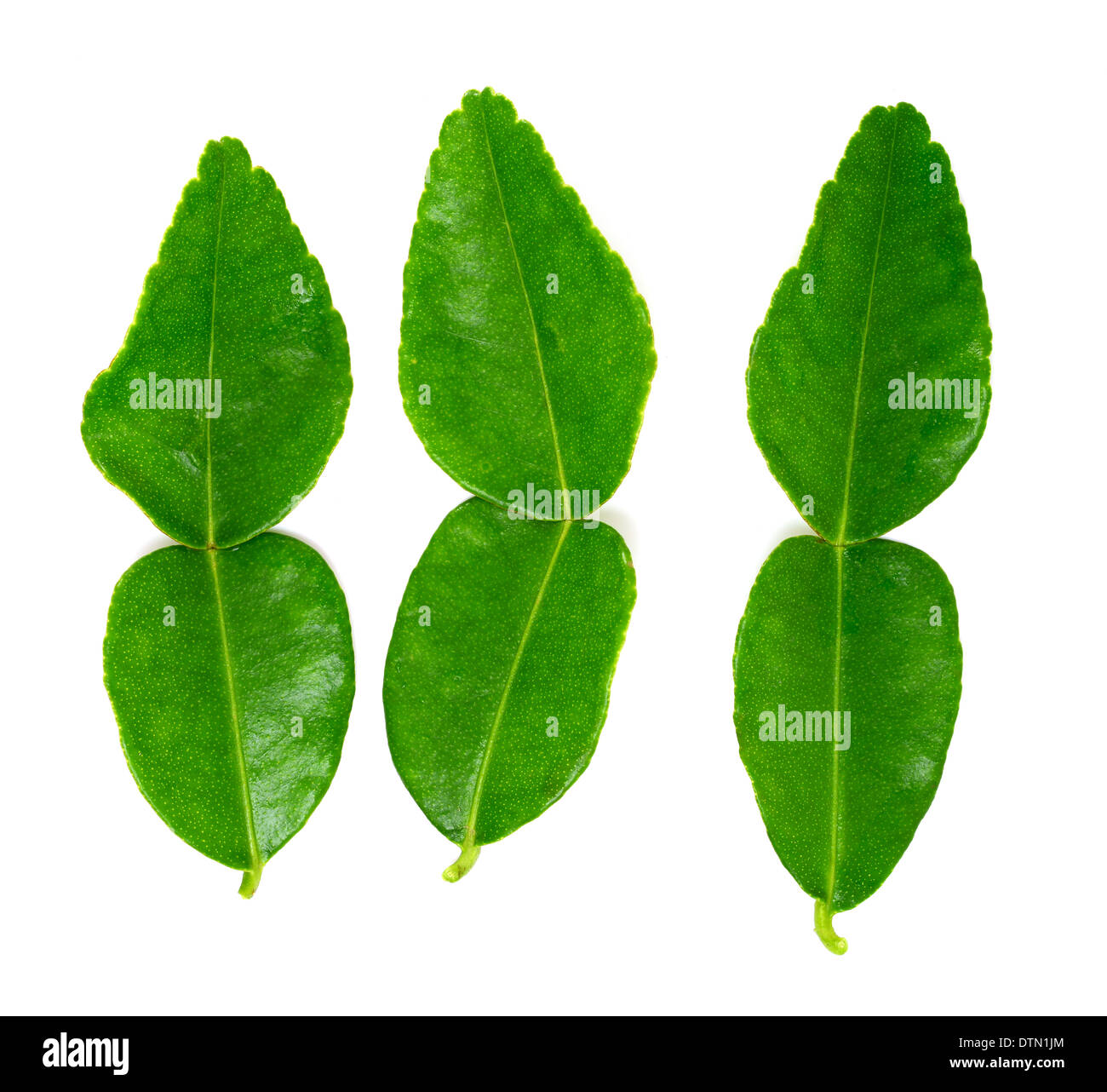 Kaffir lime leaf hi-res stock photography and images - Alamy