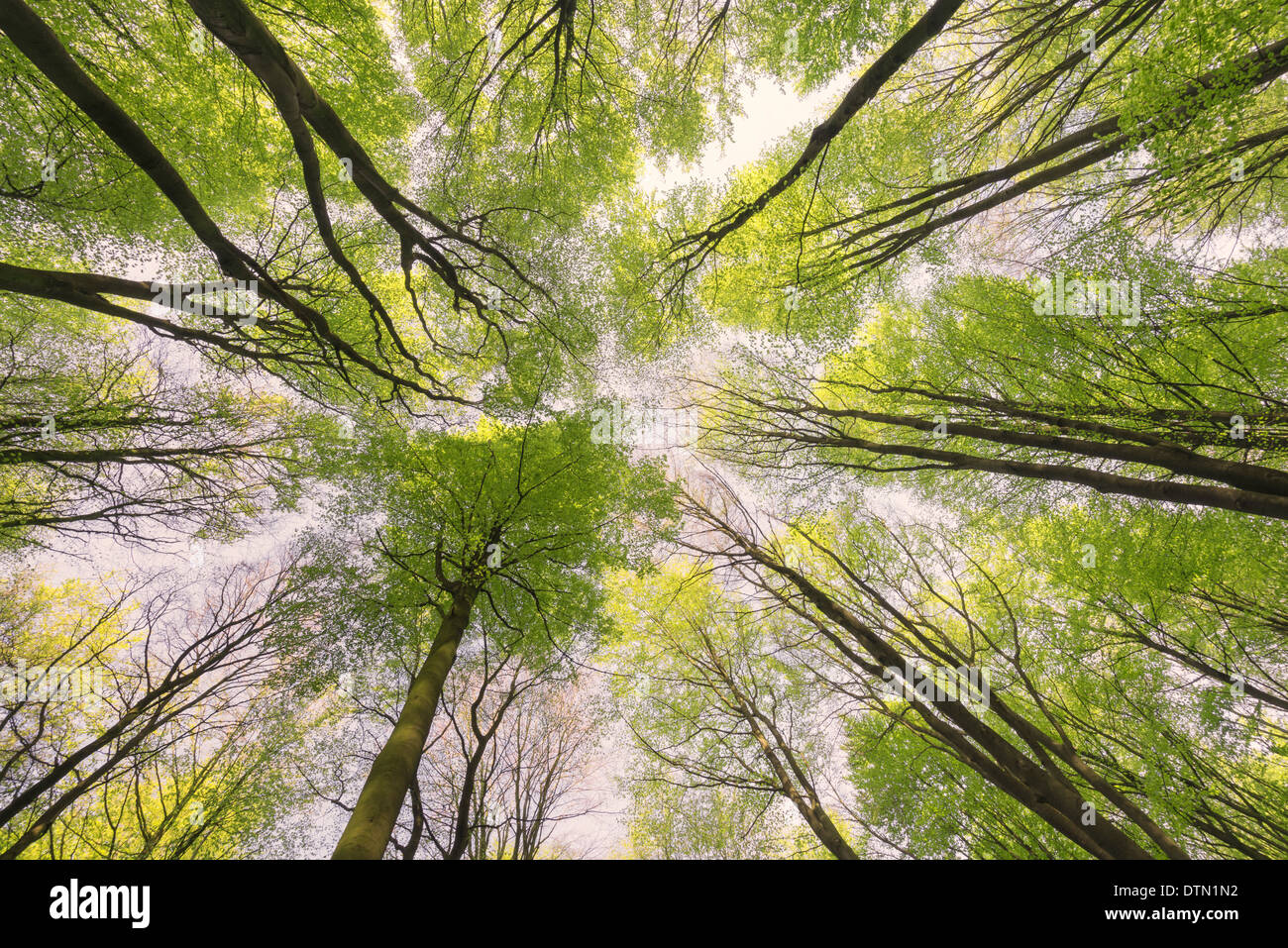 Tree top colours in spring/summer Stock Photo - Alamy