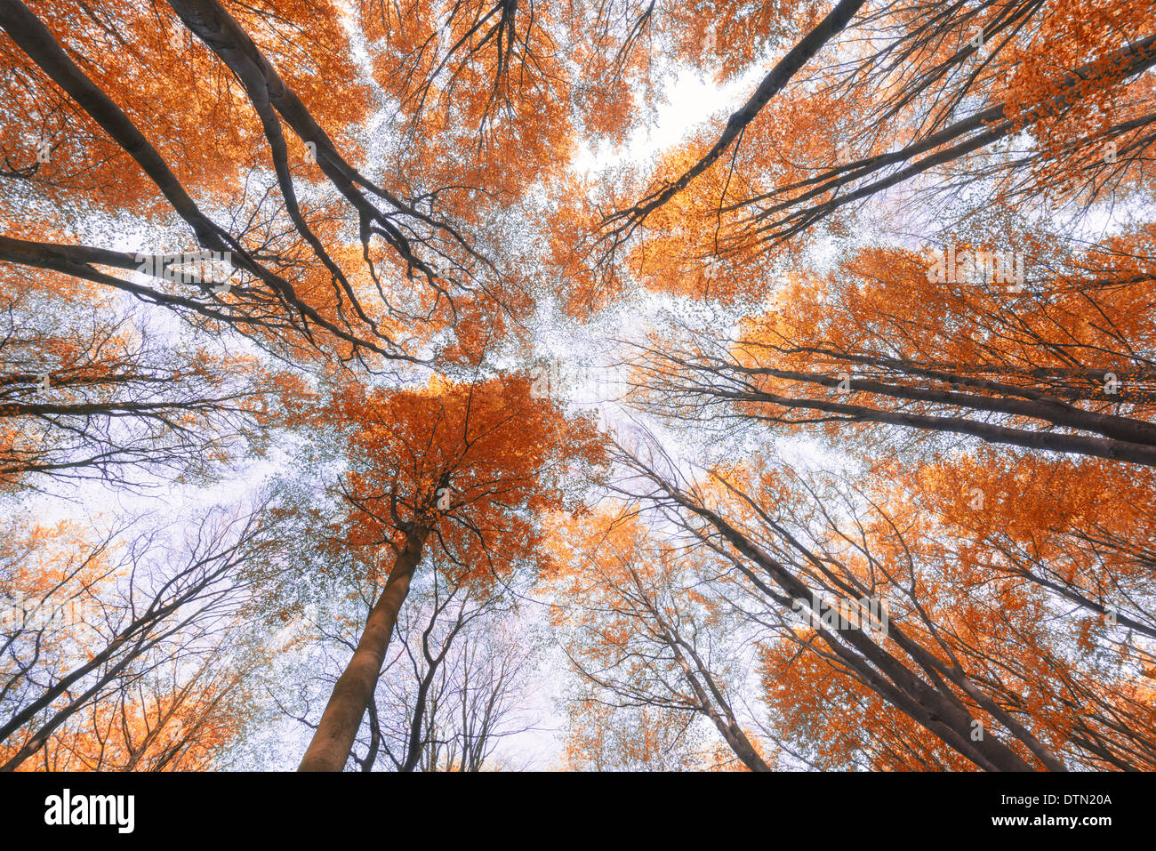 Fall tree top autumn hi-res stock photography and images - Alamy