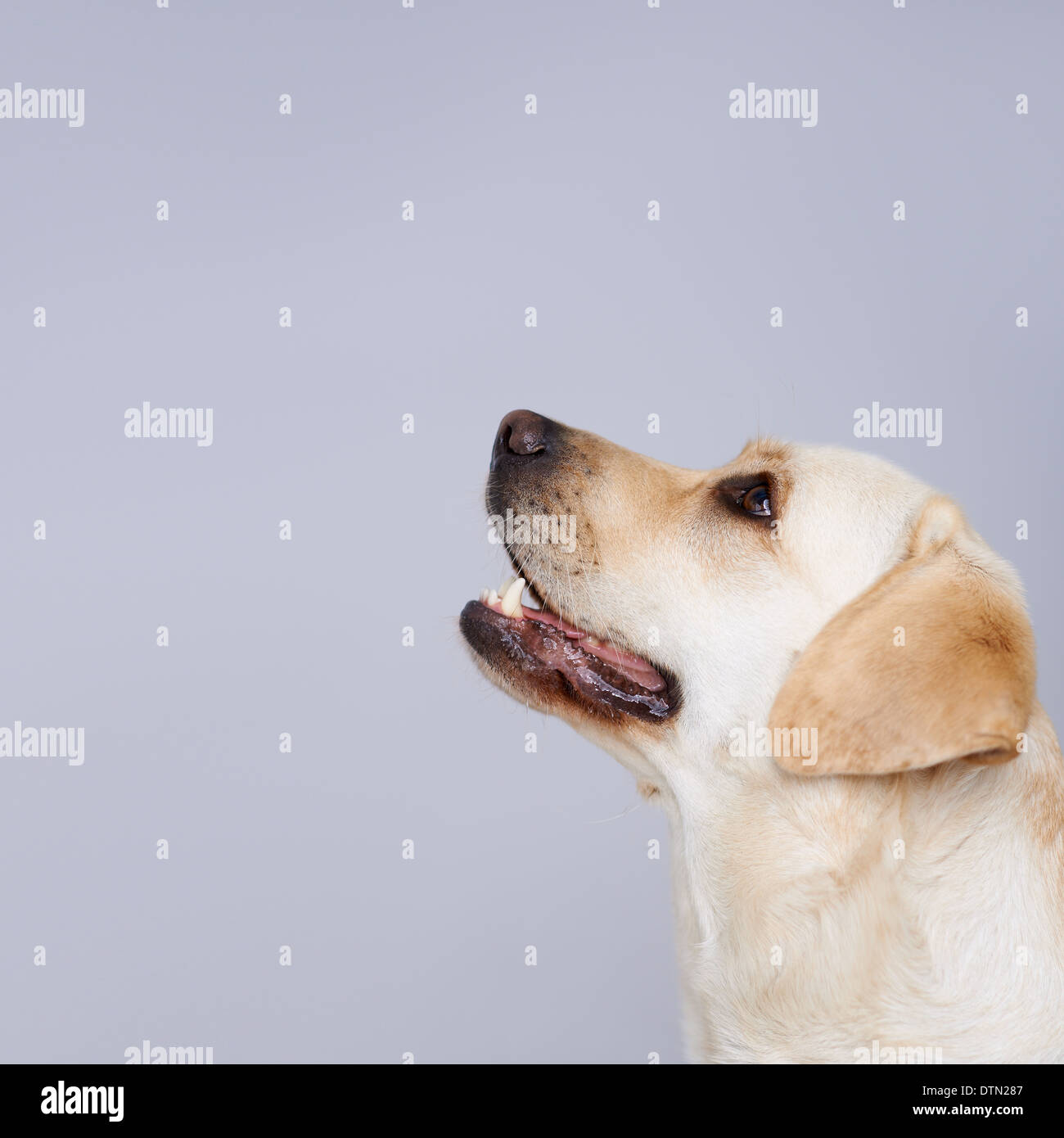 Golden labrador retriever hi-res stock photography and images - Alamy