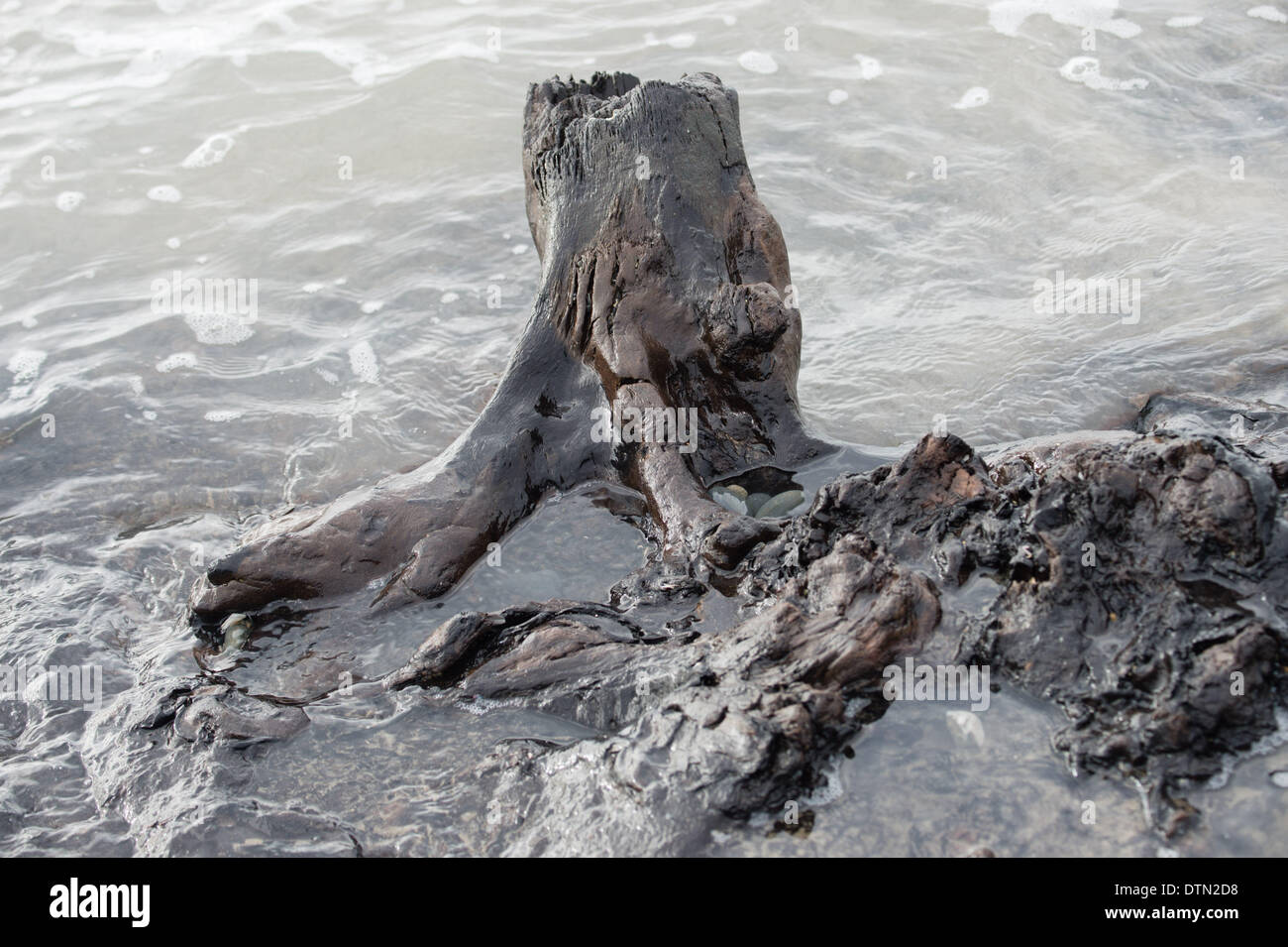 Petrified forest beach borth wales hi-res stock photography and images ...