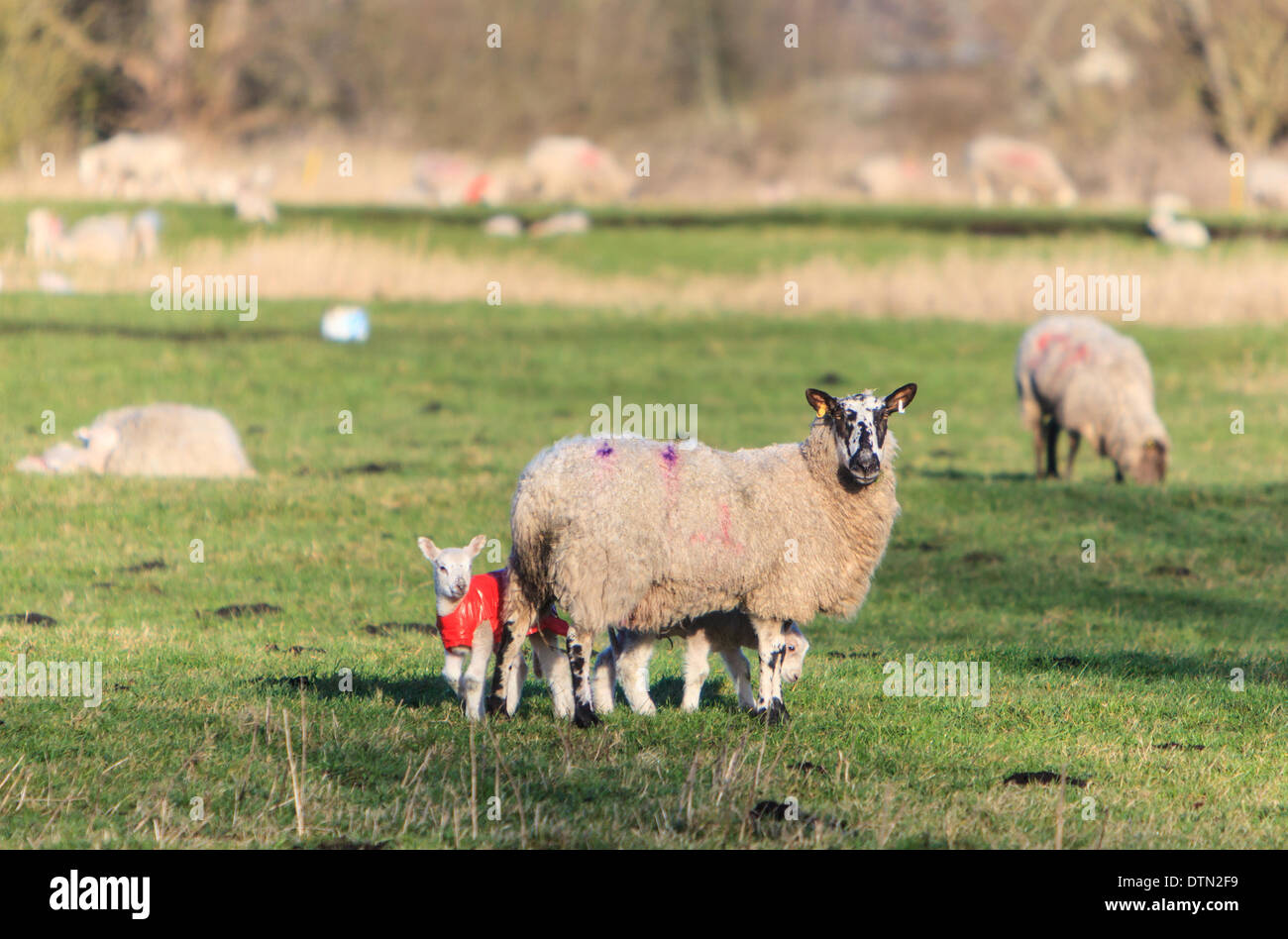 Lamb wearing coat hi-res stock photography and images - Alamy