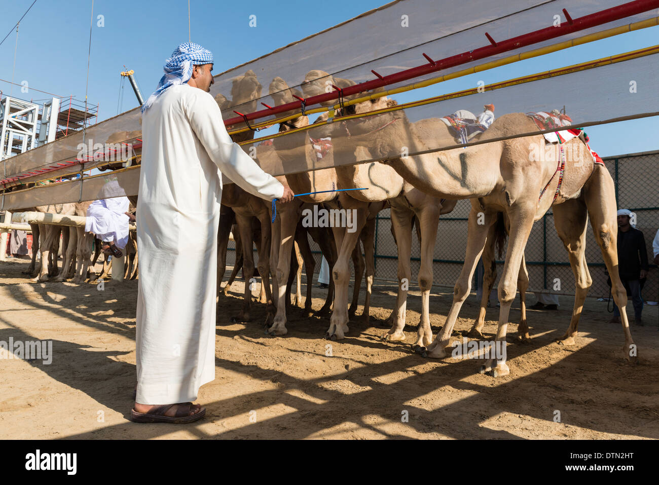 Camels at starting gate at Dubai Camel Racing Club at Al Marmoum in ...