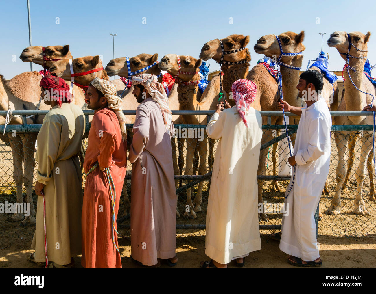 camel racing at Dubai Camel Racing Club at Al Marmoum in Dubai United ...