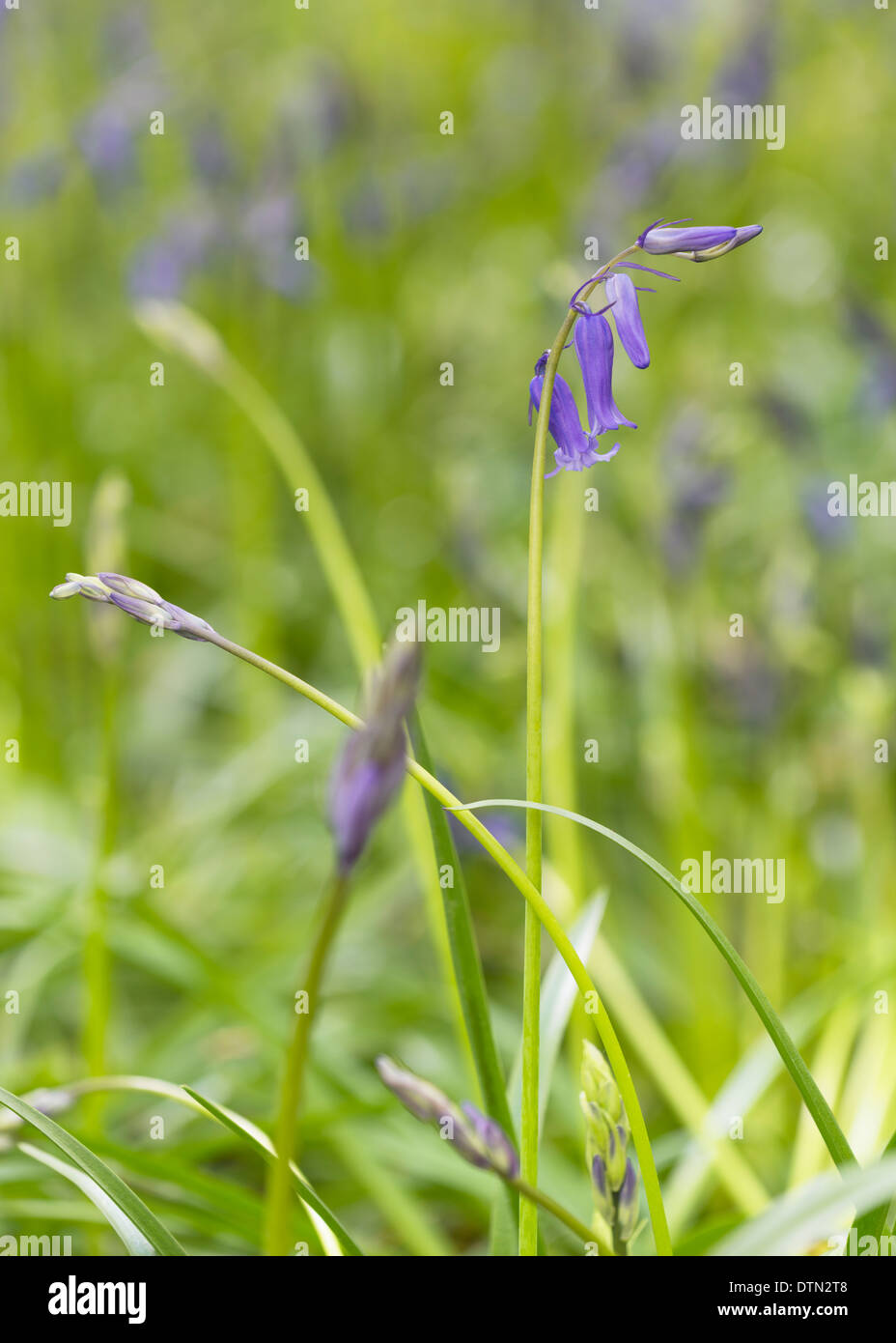 Bluebells in spring hi-res stock photography and images - Alamy