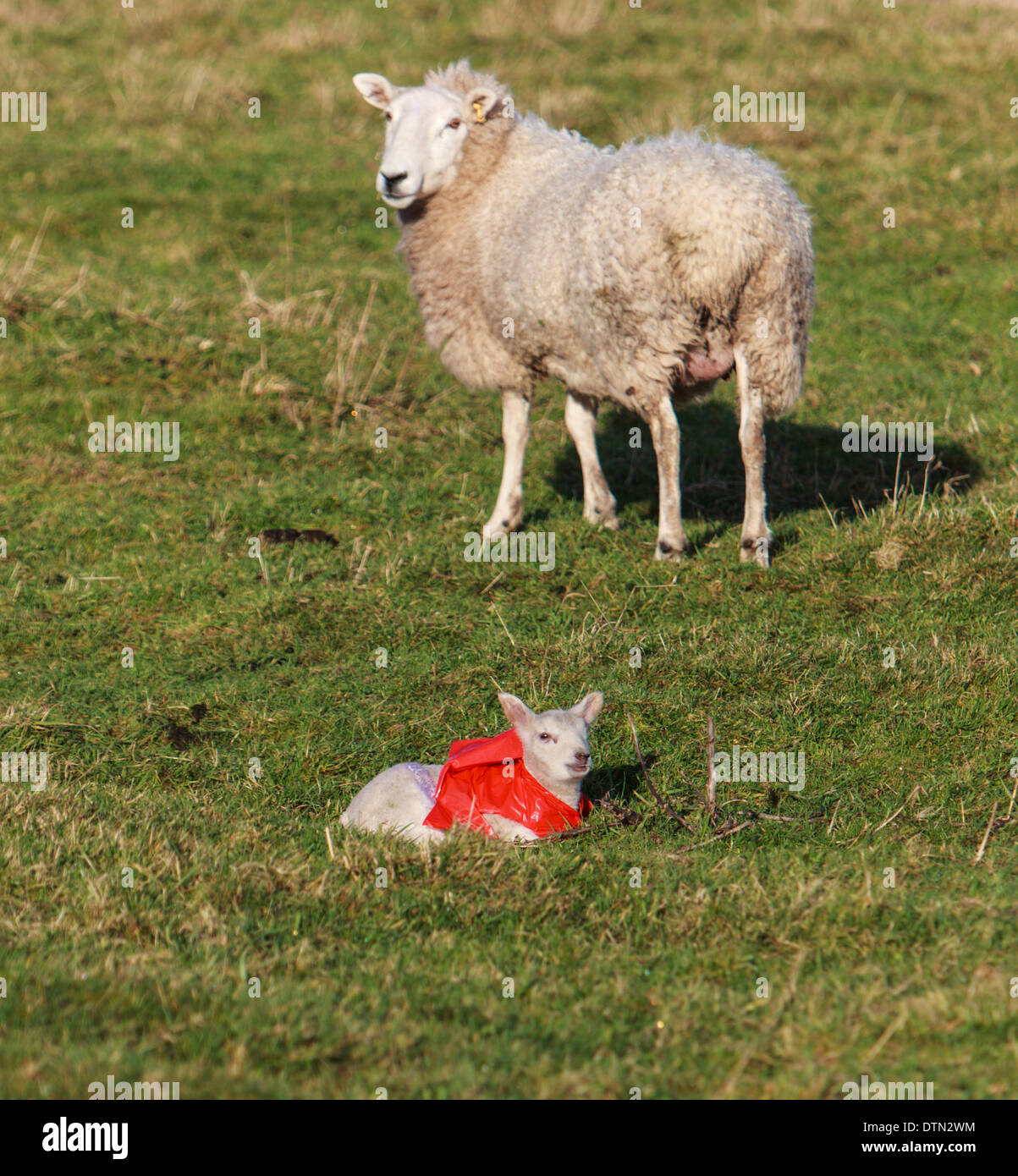 Lamb wearing coat hi-res stock photography and images - Alamy