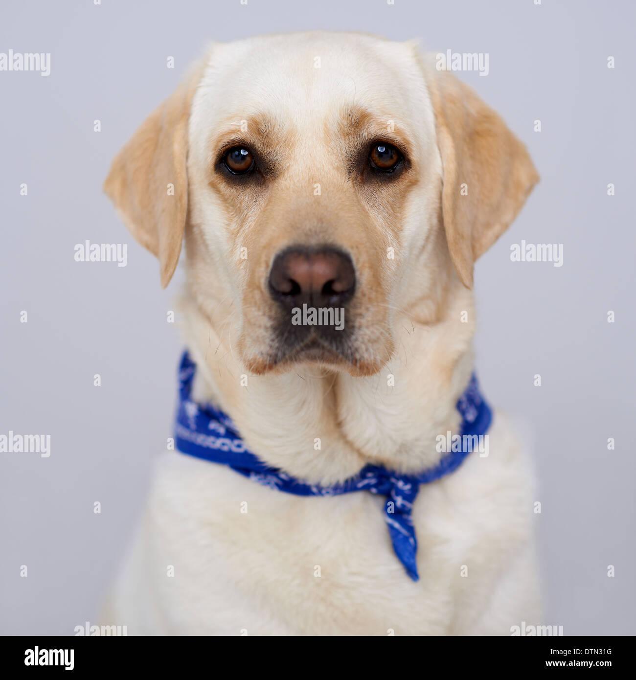 Handsome golden labrador Stock Photo - Alamy