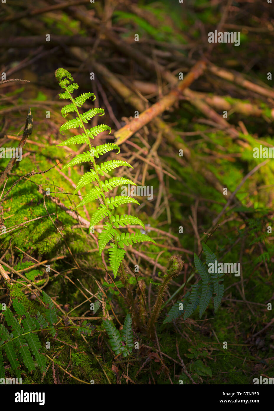 Fern Plant New Growth High Resolution Stock Photography and Images - Alamy