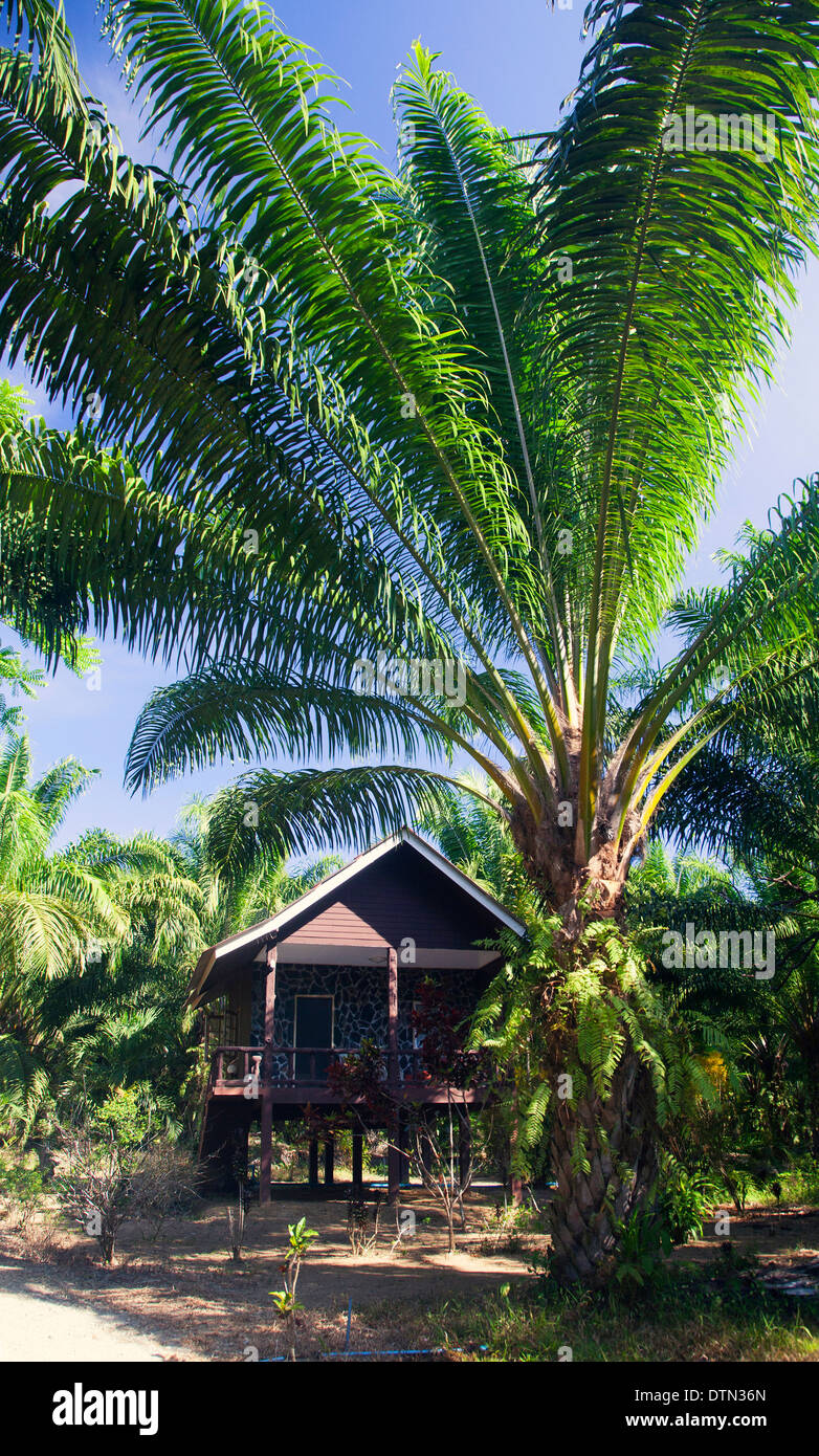 Wooden cottage among palm trees Stock Photo - Alamy