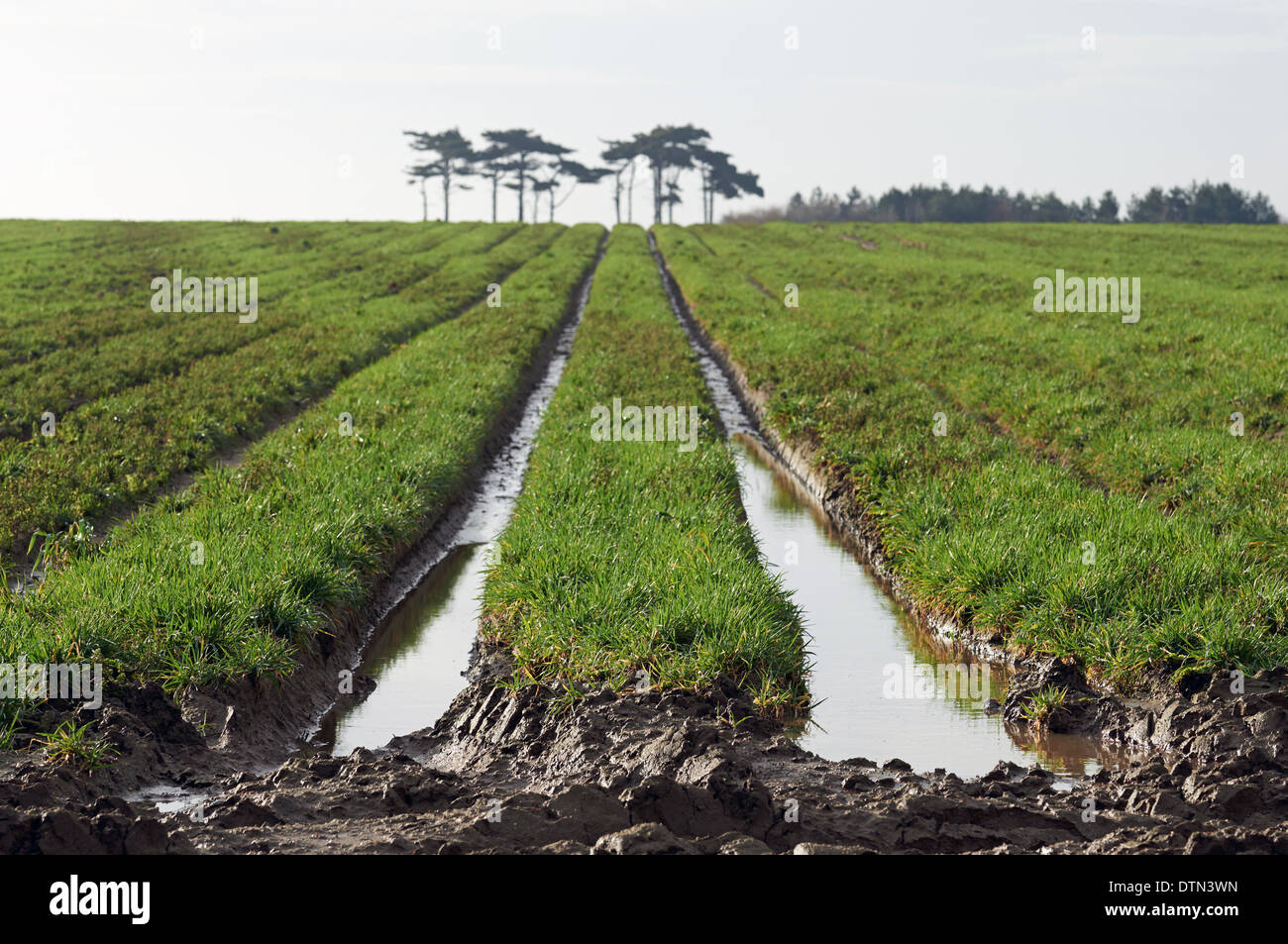 Logged hi-res stock photography and images - Alamy