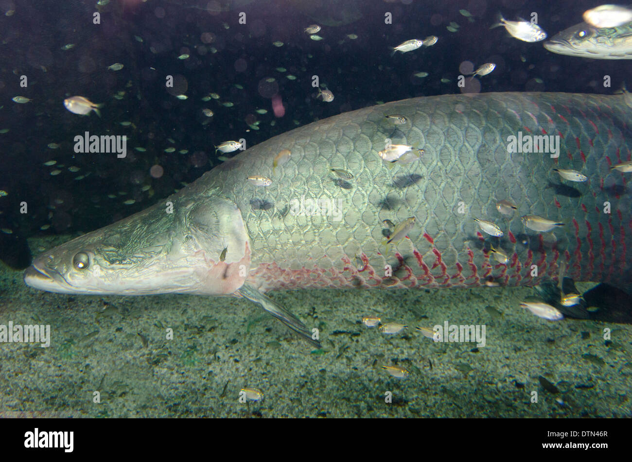 Brazil, Sao Paulo, Santos. Guaruja, Acqua Mundo. Pirarucu, large fish ...