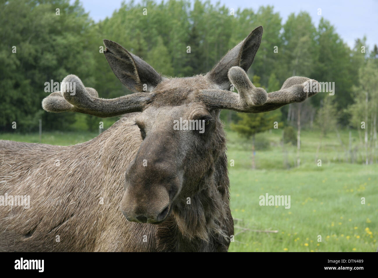 Huge Moose High Resolution Stock Photography and Images - Alamy