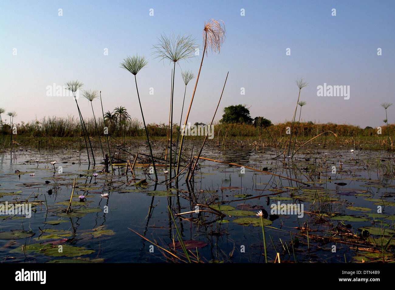 Papyrus plants in the Okavango delta , Botswana Stock Photo - Alamy