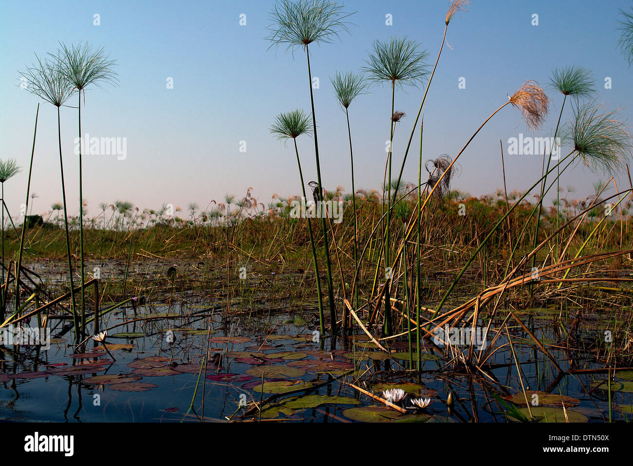 Papyrus plants in the Okavango delta , Botswana Stock Photo - Alamy
