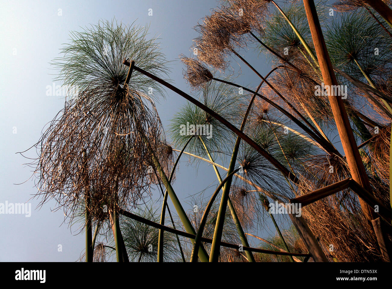 Papyrus pflanze pflanzen hi-res stock photography and images - Alamy