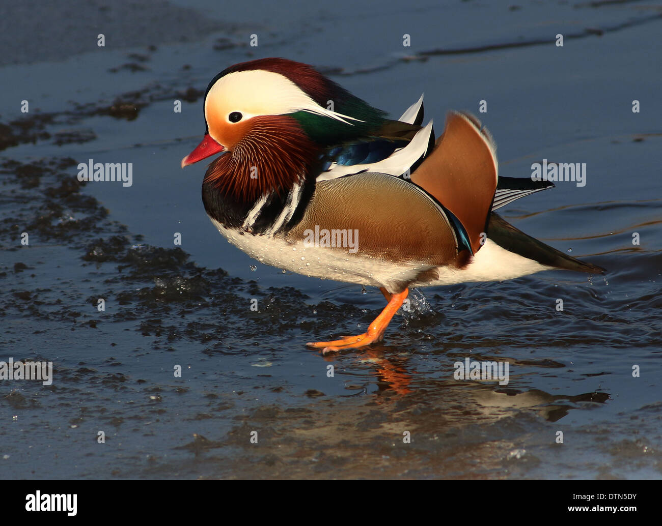 Asian duck species hi-res stock photography and images - Alamy