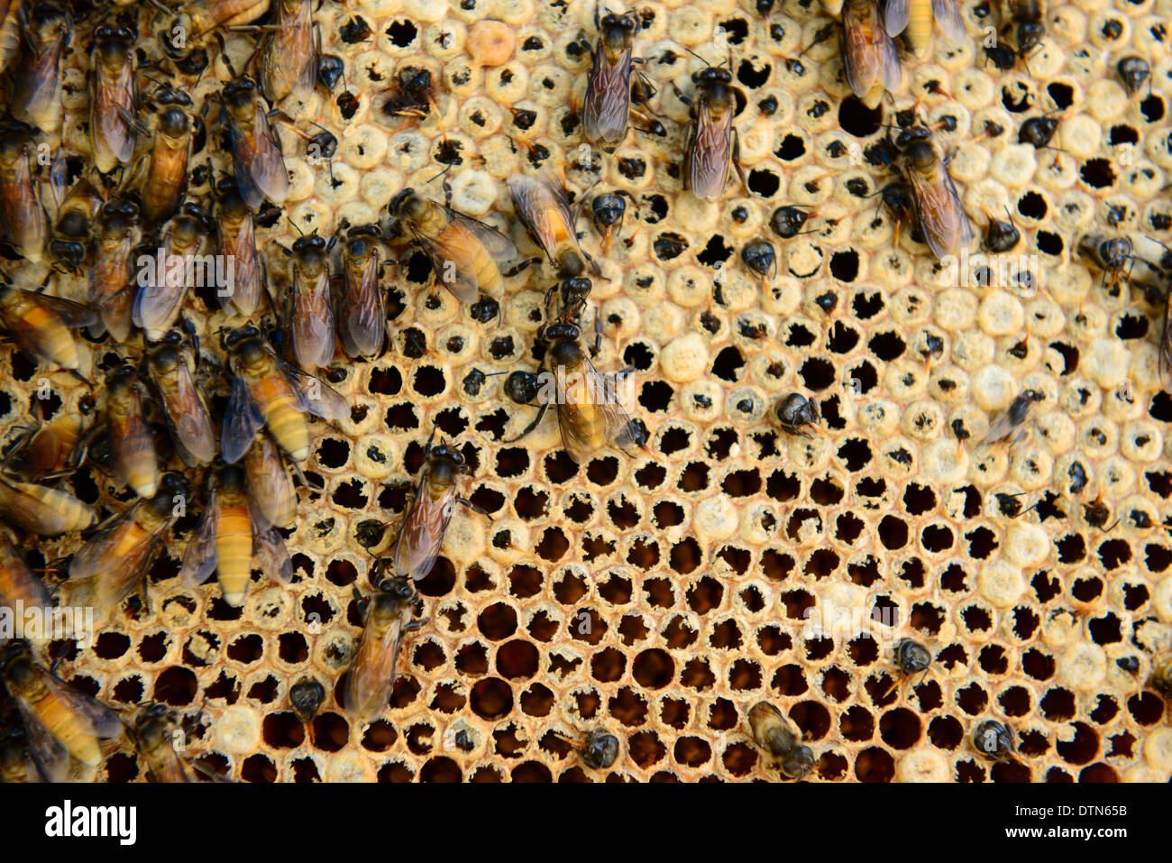 Honeycomb cell hi-res stock photography and images - Alamy