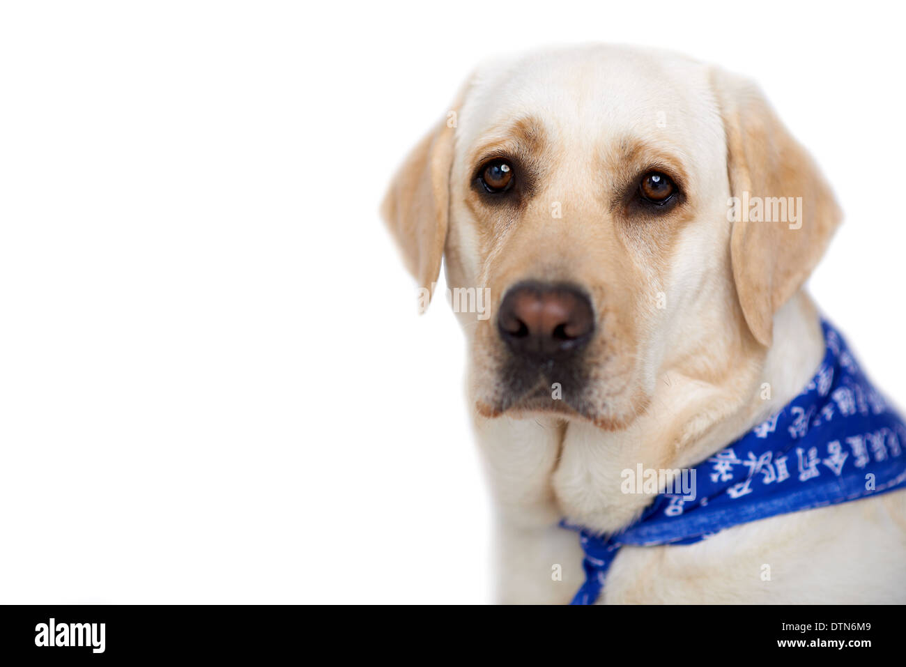 Beautiful golden labrador Stock Photo - Alamy