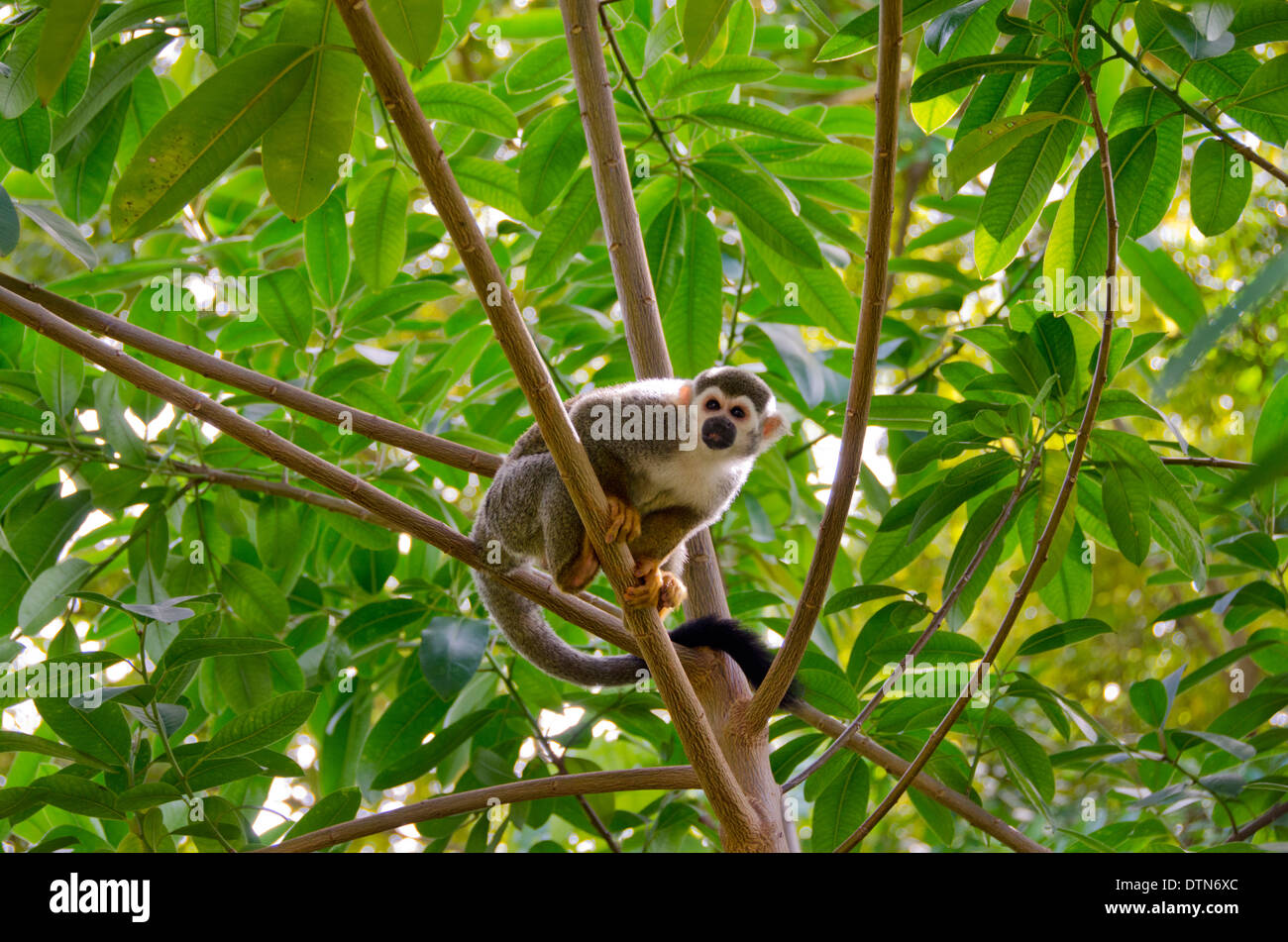 French Guiana, Salvation Islands, Ile Royale. Wild squirrel monkey ...