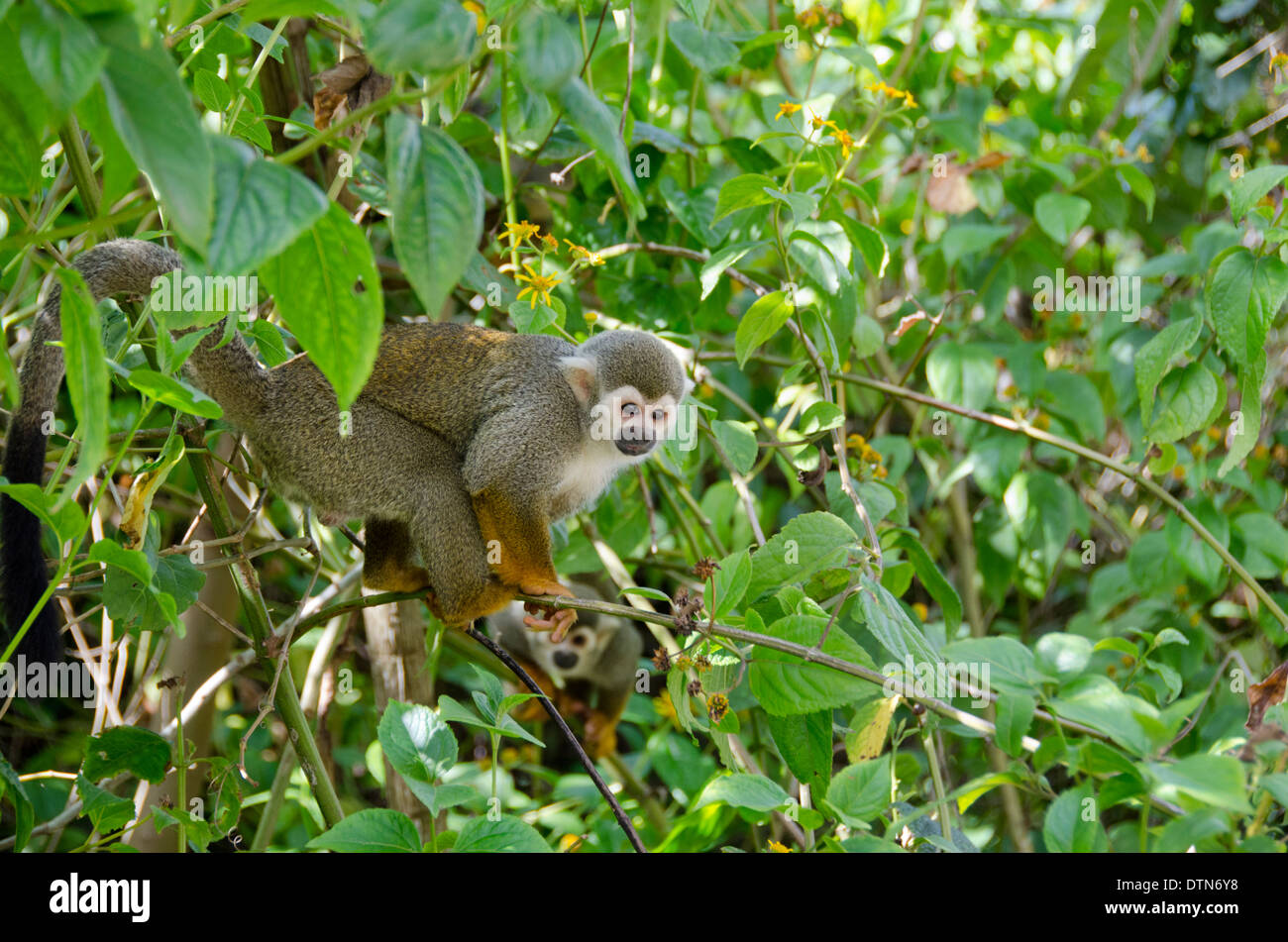 French Guiana, Salvation Islands, Ile Royale. Wild squirrel monkey ...