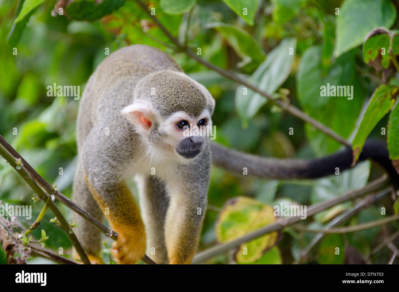 French Guiana, Salvation Islands, Ile Royale. Wild squirrel monkey ...