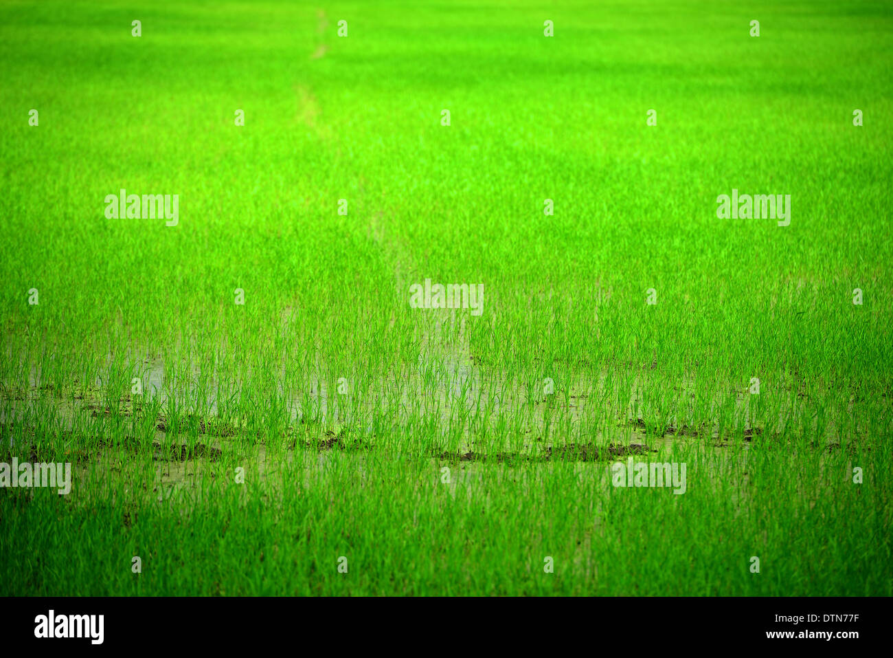 Produce food agriculture asia hi-res stock photography and images - Alamy