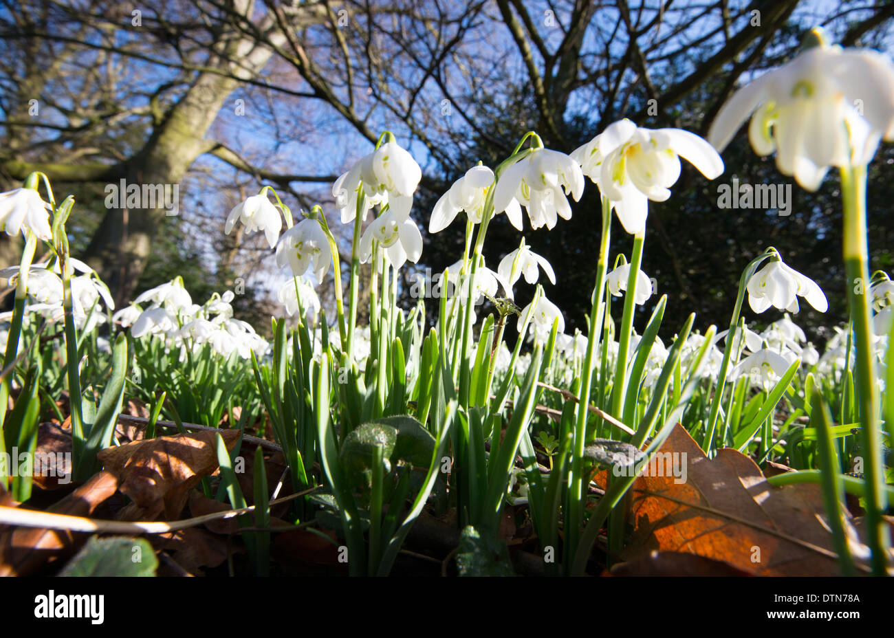 Ground Level View Of Snowdrop High Resolution Stock Photography and ...