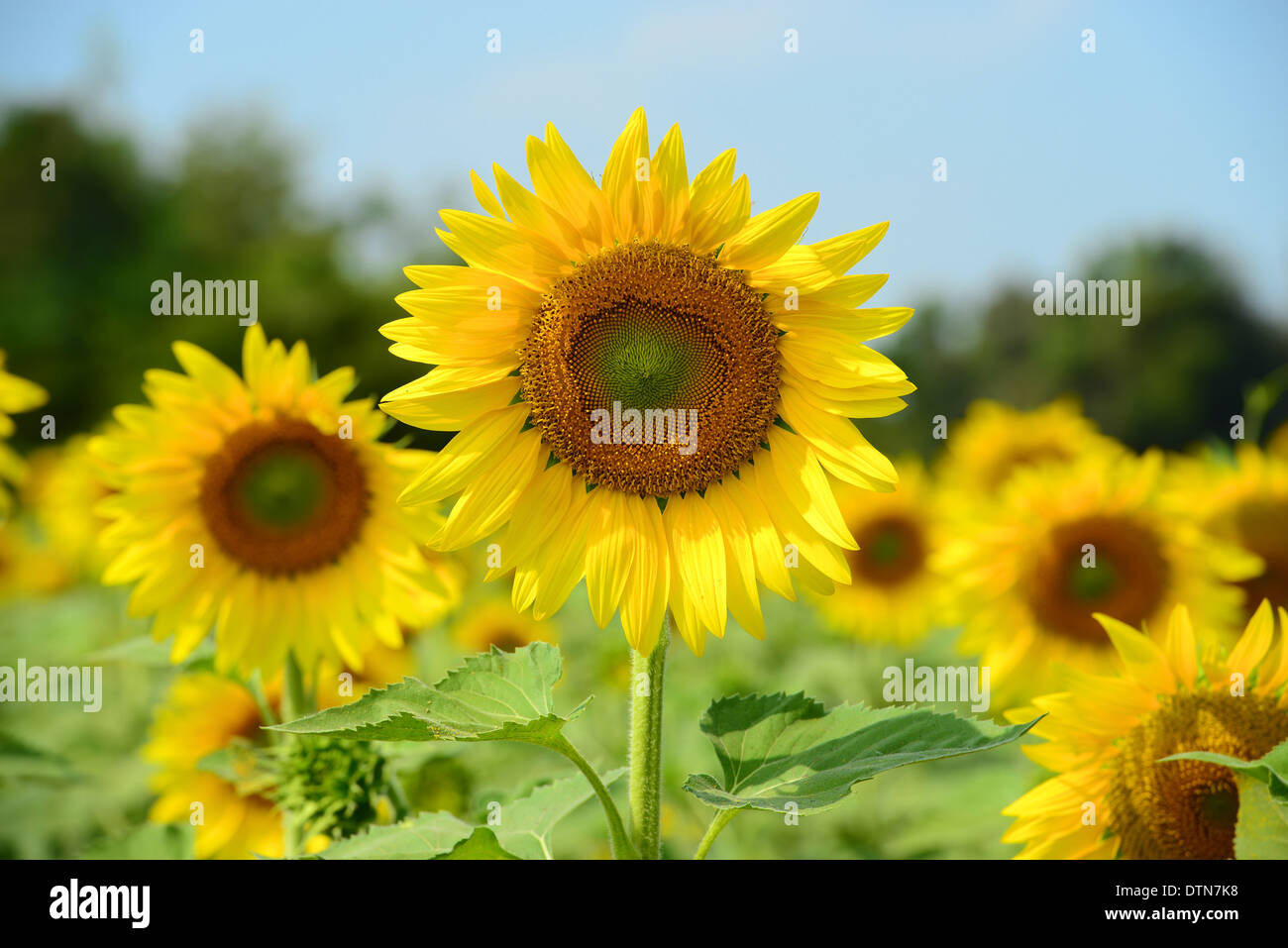 Nature plant sunflower hi-res stock photography and images - Alamy