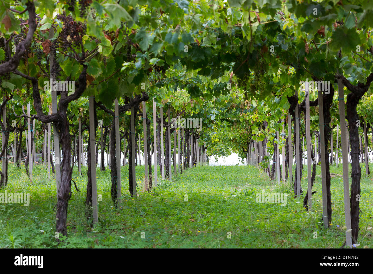 Vineyard backdrop hi-res stock photography and images - Alamy