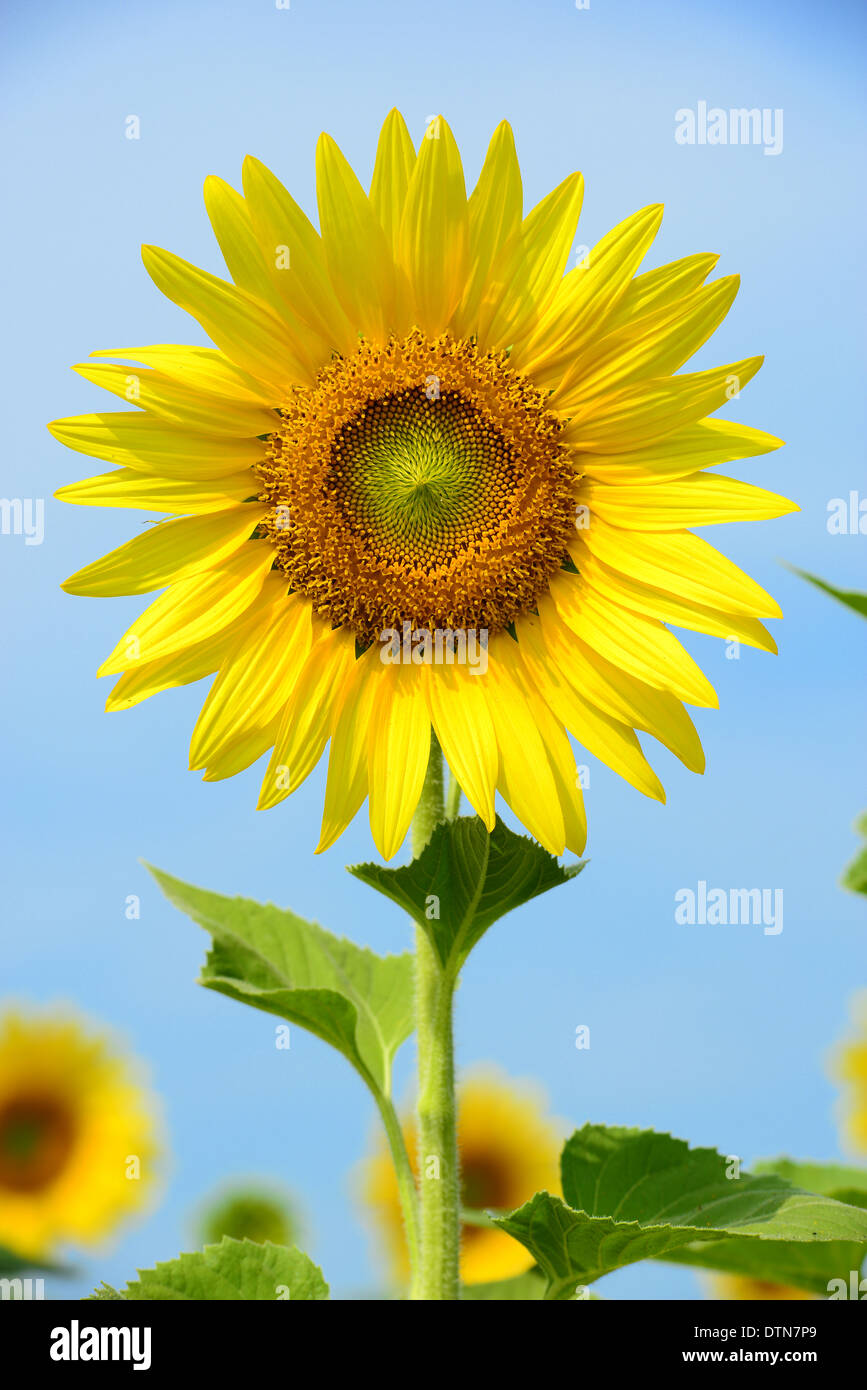 Sunflower hi-res stock photography and images - Alamy