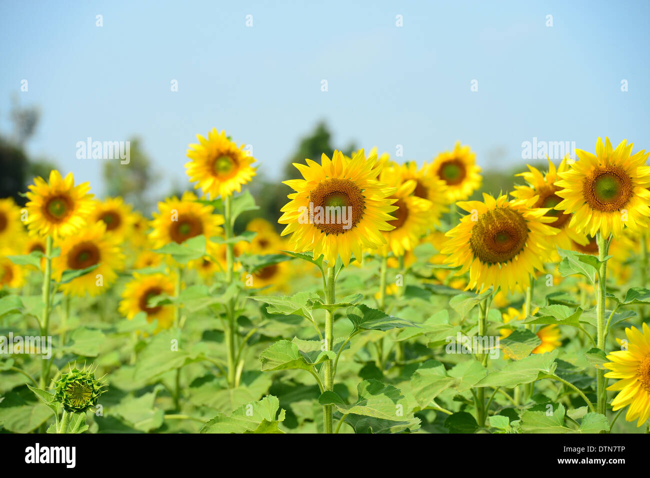 Nature plant sunflower hi-res stock photography and images - Alamy
