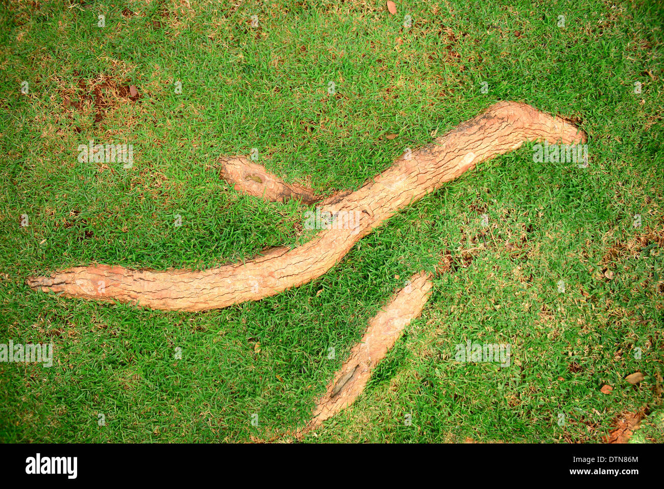 Grass with roots hi-res stock photography and images - Alamy