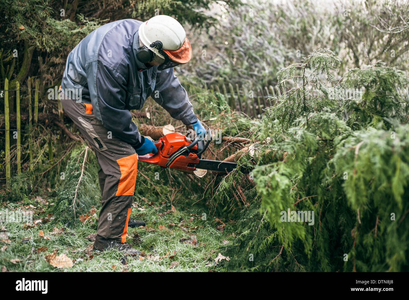 Professional gardener cutting tree with chainsaw Stock Photo - Alamy