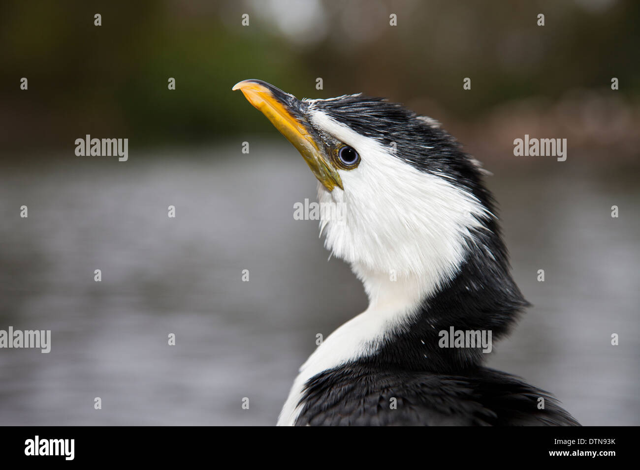 Australian pied cormorant Stock Photo - Alamy