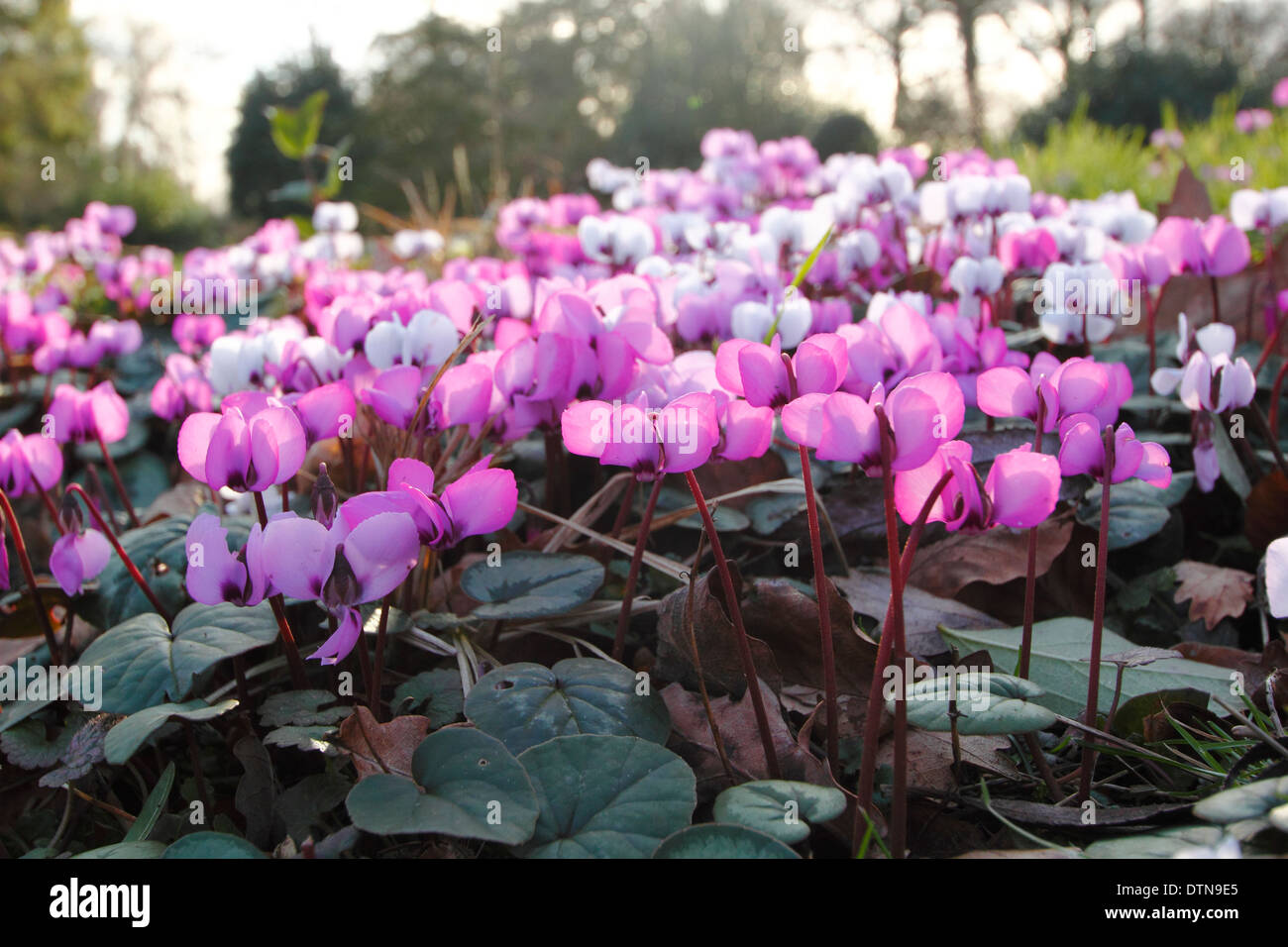 Cyclamens High Resolution Stock Photography and Images - Alamy