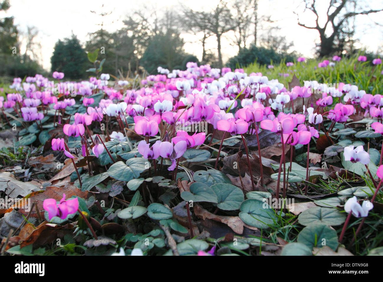 Cyclamen winter garden uk hi-res stock photography and images - Alamy