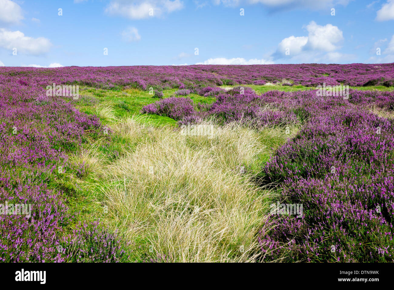 Heather in full bloom over the undulating landscape of the North York ...