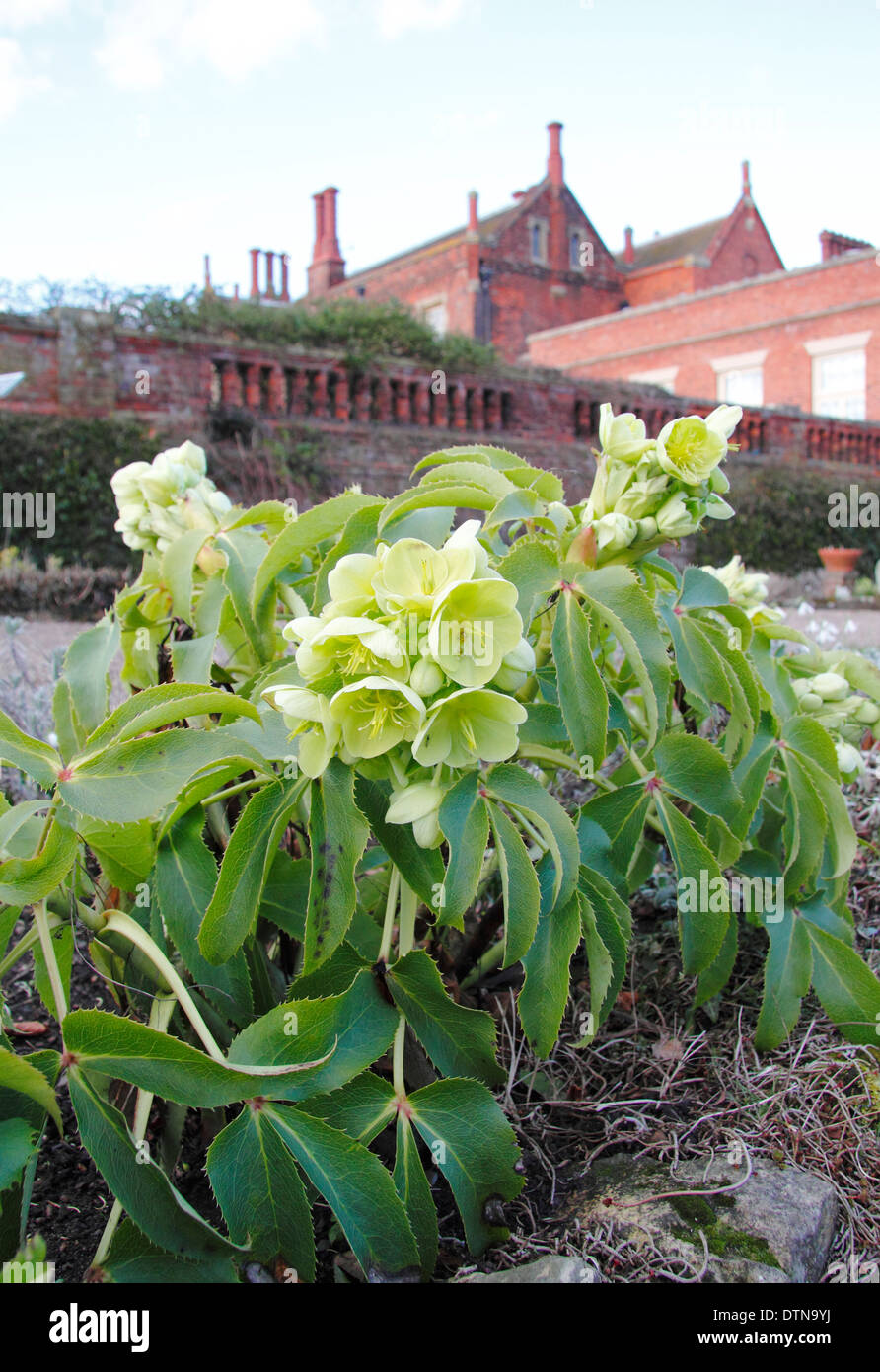 Green hellebores in the winter open garden against Hodsock Priory ...