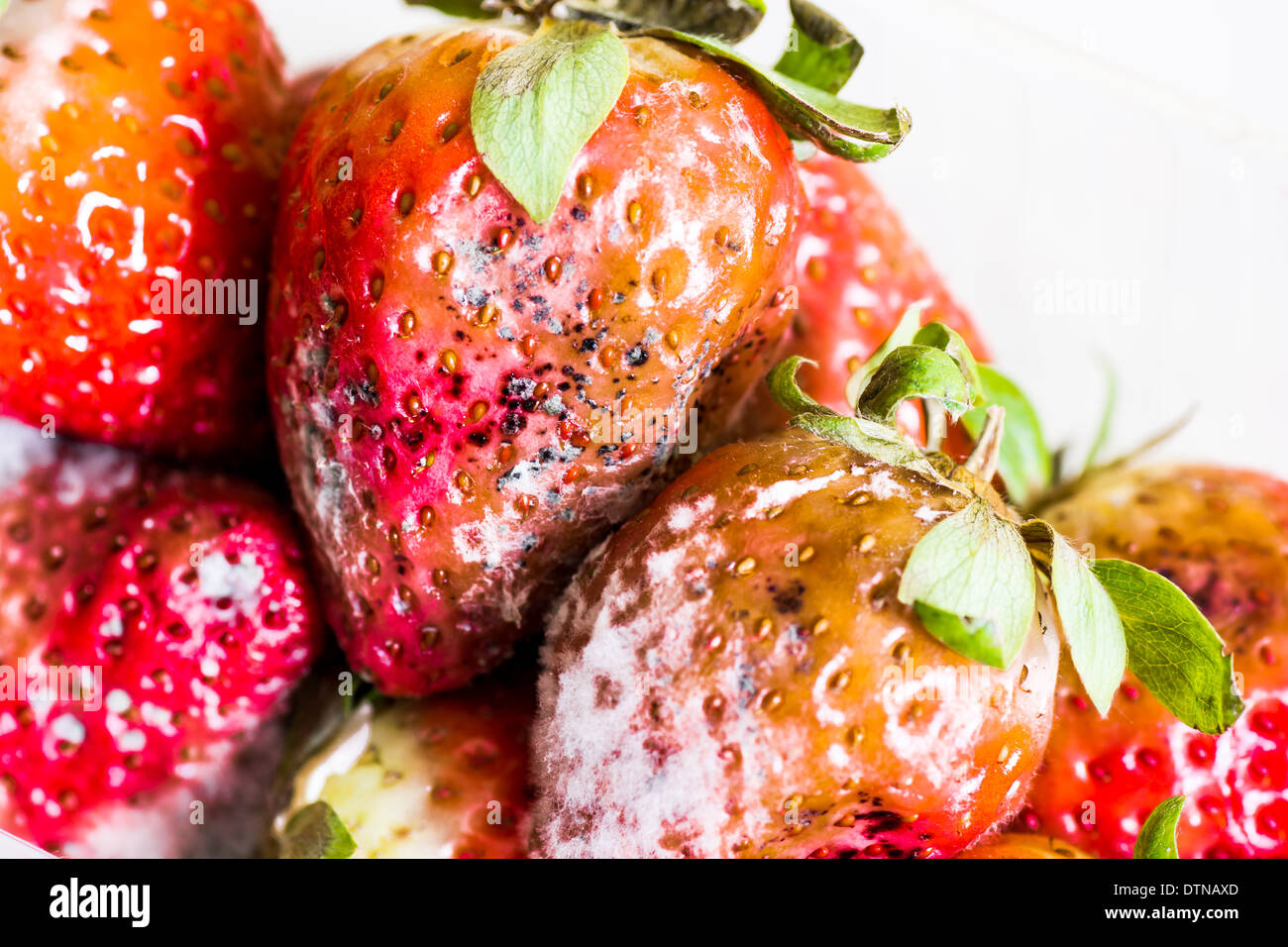 strawberry with mold fungus no longer suitable for consumption Stock ...