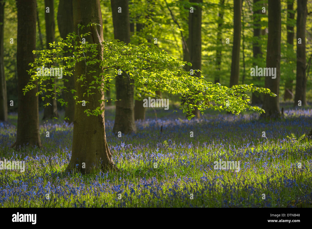 Tall beech trees and young bluebells in Micheldiver Woods, Hampshire ...