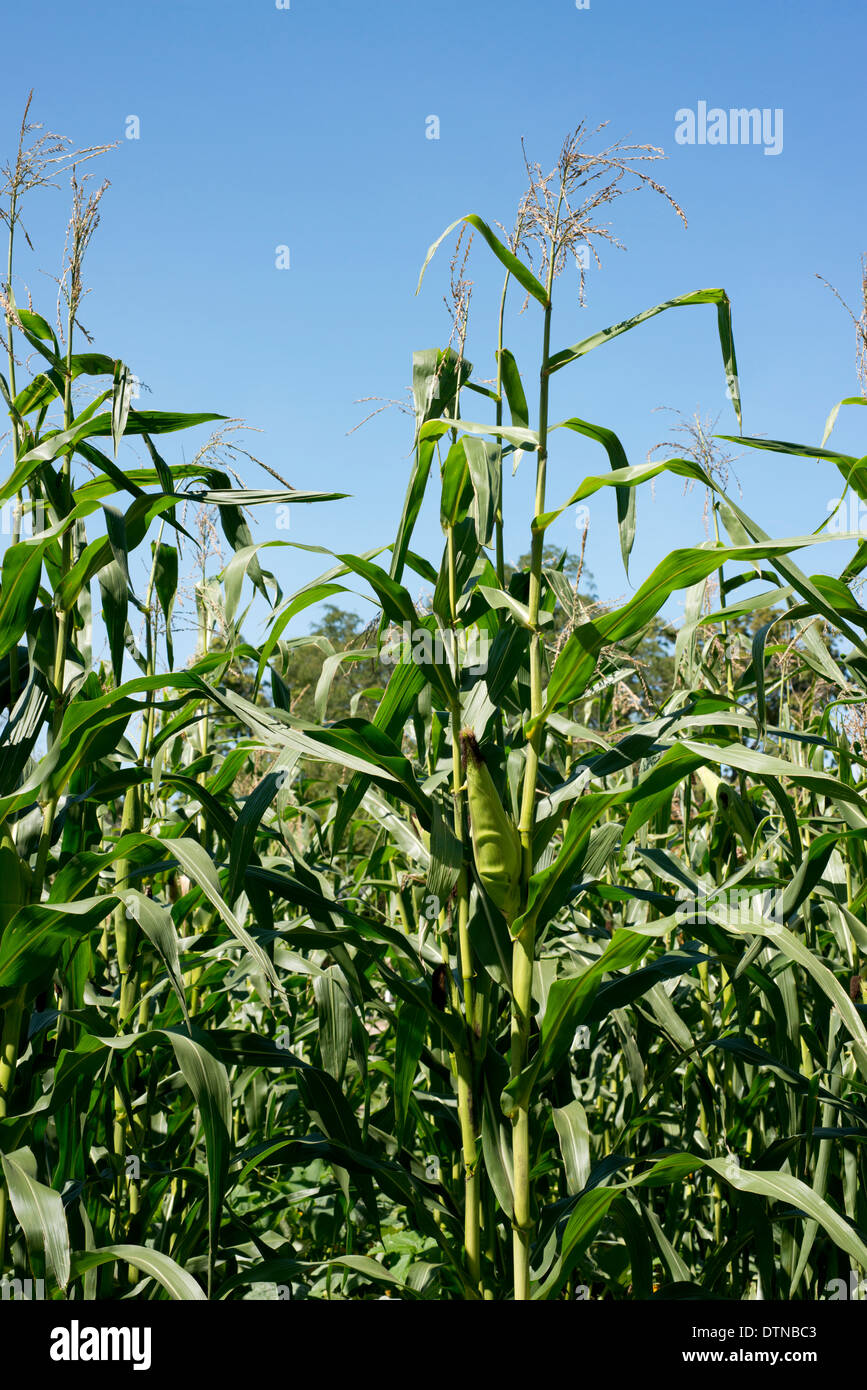 Michigan, Dearborn. Mid-western corn field Stock Photo - Alamy