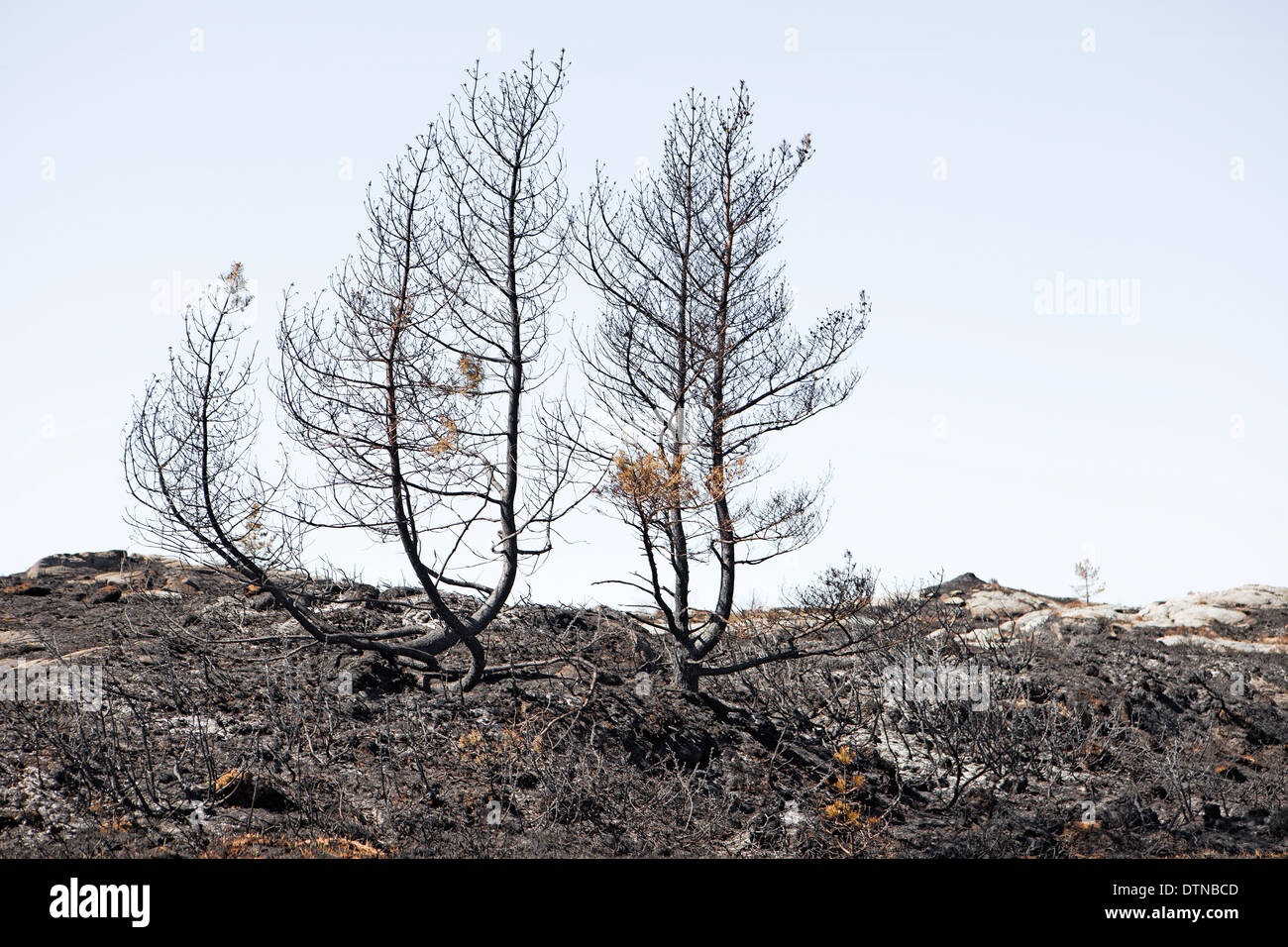 Burnt trees in minimalist landscape hi-res stock photography and images ...