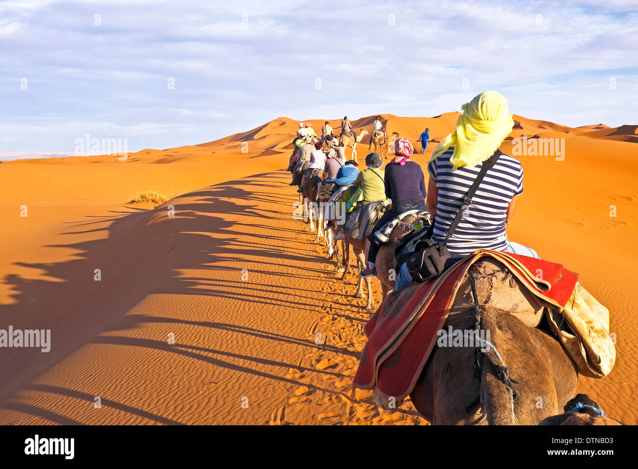 Camel caravan going through the sand dunes in the Sahara Desert, Morocco Stock Photo - Alamy