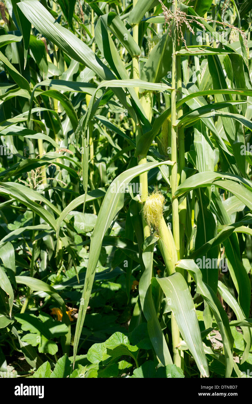 Michigan cornfield hi-res stock photography and images - Alamy