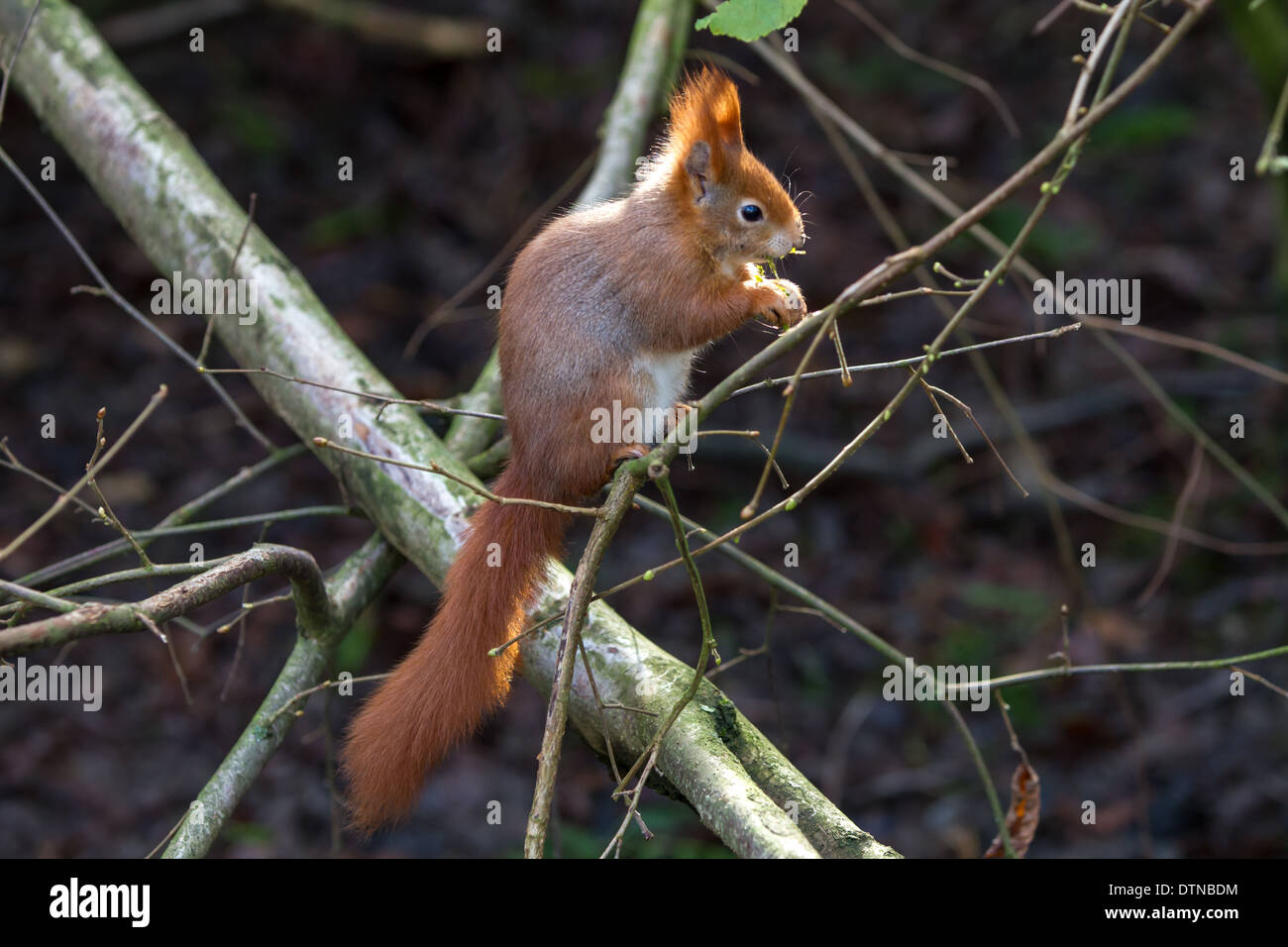 Red squirrel is eating an leaf hi-res stock photography and images - Alamy